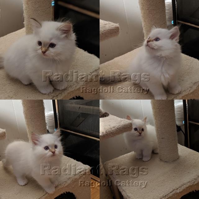 Massachusetts Ragdoll Kitten Breeder Kittens for sale Newa Massachusetts