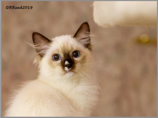 Massachusetts Ragdoll Kitten Breeder Kittens for sale Newa Massachusetts